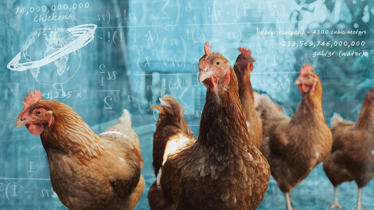 UPSIDE Foods | Chicken Math: The impact of conventional meat production